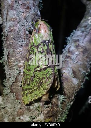 Puriri moth (Aenetus virescens) Insecta Stock Photo - Alamy