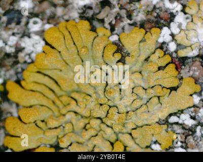 Broken Yokes (Calogaya decipiens) Fungi Stock Photo - Alamy