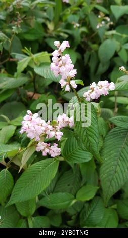 Lesser Knotweed (Koenigia campanulata) Plantae Stock Photo - Alamy