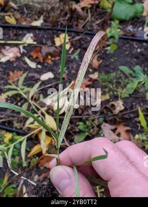 Lemongrass Rust (Puccinia nakanishikii) Fungi Stock Photo - Alamy