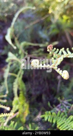 tangle ferns (Gleichenia Stock Photo - Alamy