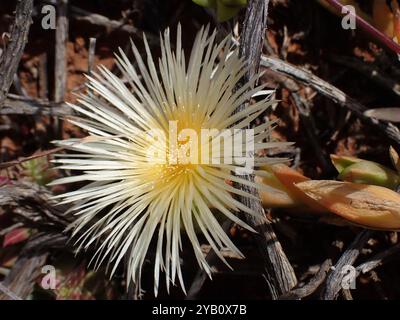 Namaqua Skeletonfig (Mesembryanthemum tortuosum) Plantae Stock Photo ...