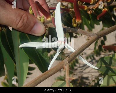 (Xylopia aromatica) Plantae Stock Photo - Alamy