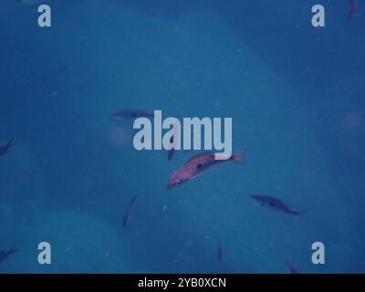 Picarel (Spicara smaris) Actinopterygii Stock Photo - Alamy