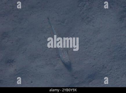 Starry Weever (Trachinus radiatus) Actinopterygii Stock Photo - Alamy