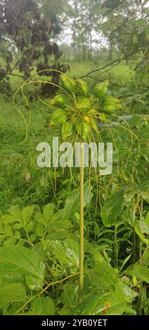 Polynesian Arrowroot (Tacca leontopetaloides) Plantae Stock Photo - Alamy