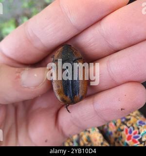 Cowboy Beetle (Chondropyga dorsalis) Insecta Stock Photo - Alamy