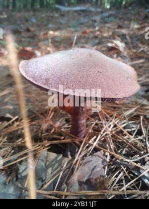 violet webcap (Cortinarius violaceus) Fungi Stock Photo - Alamy
