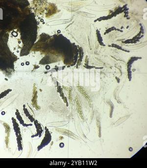 (Preussia longisporopsis) Fungi Stock Photo - Alamy