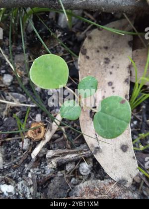 Common Flat-pea (Platylobium obtusangulum) Plantae Stock Photo - Alamy