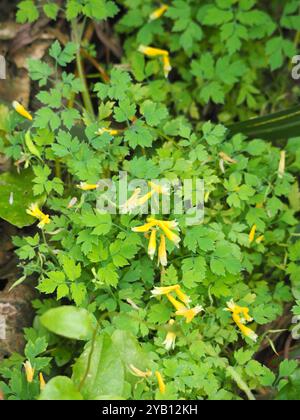 (Corydalis formosana) Plantae Stock Photo - Alamy