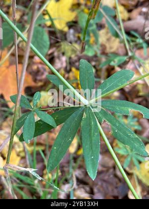 Wood Bedstraw (Galium sylvaticum) Plantae Stock Photo - Alamy