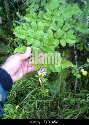 Ceylon Raspberry (Rubus niveus) Plantae Stock Photo - Alamy