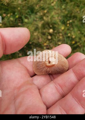 Orange Milkcap (Lactarius aurantiacus) Fungi Stock Photo - Alamy