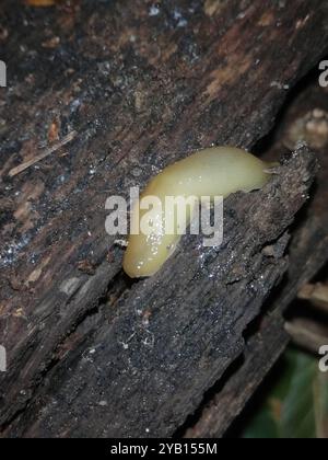Lemon Slug (Malacolimax tenellus) Mollusca Stock Photo - Alamy
