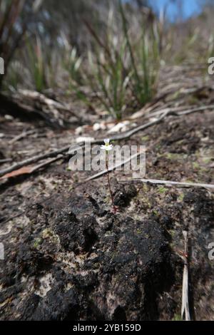 Tiny Triggerplant (Stylidium perpusillum) Plantae Stock Photo - Alamy