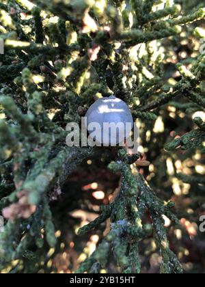 Sierra juniper (Juniperus grandis) Plantae Stock Photo - Alamy