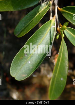 (Maytenus chapadensis) Plantae Stock Photo - Alamy