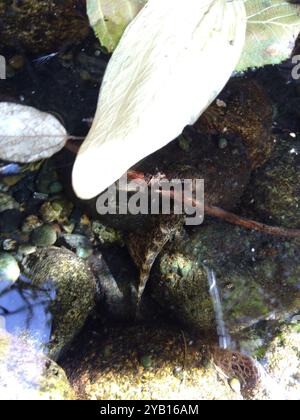 Freshwater Sculpins (Cottus) Actinopterygii Stock Photo - Alamy
