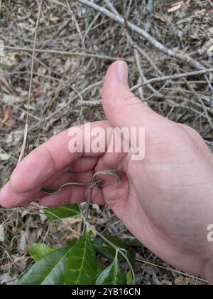 Australian Olive (Olea paniculata) Plantae Stock Photo - Alamy