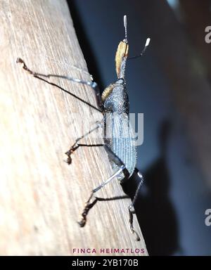 Bearded Weevil (Rhinostomus barbirostris) Insecta Stock Photo - Alamy