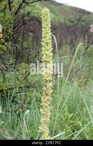 (Cyphia elata gerrardii) Plantae Stock Photo - Alamy