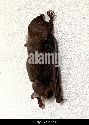 Tricolored Bat (Perimyotis subflavus) Mammalia Stock Photo - Alamy