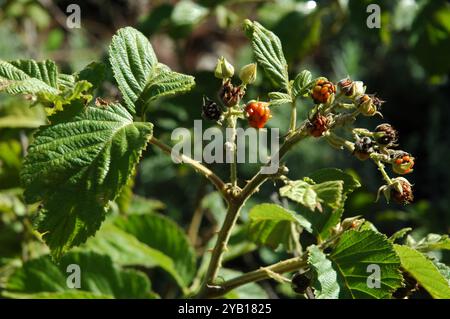 Common Bramble (Rubus apetalus) Plantae Stock Photo - Alamy