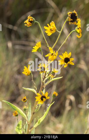 Pecos Sunflower (Helianthus paradoxus) Plantae Stock Photo - Alamy