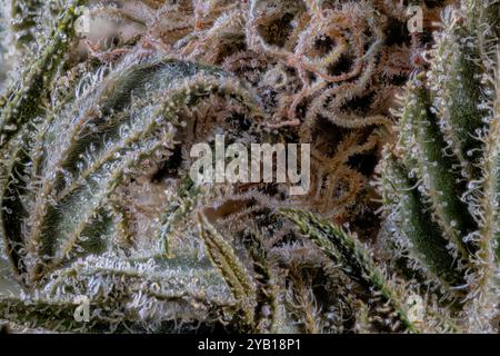 Macro ultra close up of Medical Cannabis leaf details of plant Stock ...