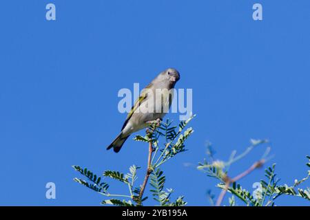Lawrence's Goldfinch (Spinus lawrencei) Aves Stock Photo - Alamy
