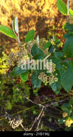 Kumarahou (Pomaderris kumeraho) Plantae Stock Photo - Alamy