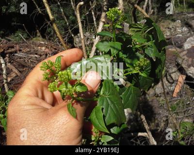 Canary creeper (Senecio tamoides), Plantae, Garden Route District ...