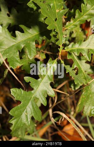 Turkey Oak (Quercus cerris), Plantae, Sharrow, Sheffield S11, UK Stock ...