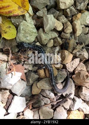 Western Slimy Salamander (Plethodon albagula) Amphibia Stock Photo - Alamy