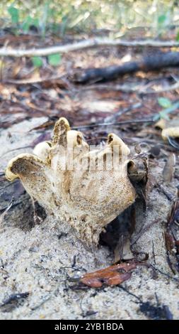 Many-rooted Earthball (Scleroderma polyrhizum) Fungi Stock Photo - Alamy