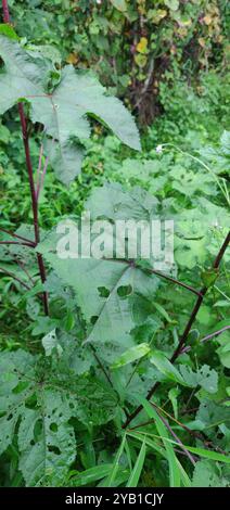 Aibika (Abelmoschus manihot) Plantae Stock Photo - Alamy