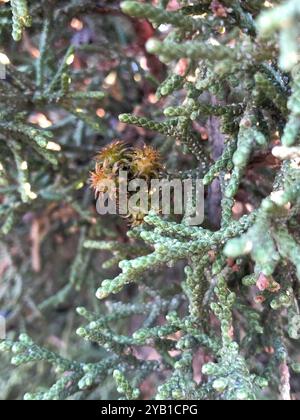 Sierra juniper (Juniperus grandis) Plantae Stock Photo - Alamy