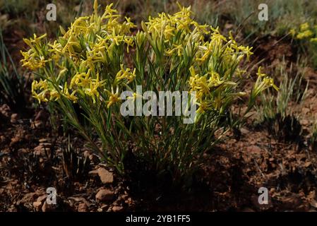 Poison Curryflower (Lasiosiphon caffer) Plantae Stock Photo - Alamy