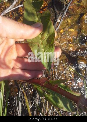 Bristly Snakeroot (Persicaria madagascariensis) Plantae Stock Photo - Alamy