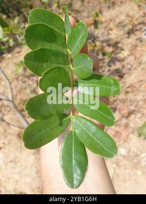 (Bowdichia virgilioides) Plantae Stock Photo - Alamy