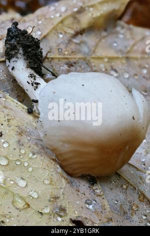 (Cuphophyllus borealis) Fungi Stock Photo - Alamy