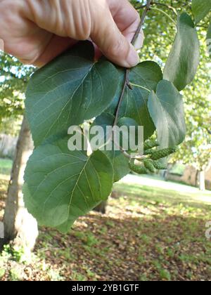 Italian alder (Alnus cordata) Plantae Stock Photo - Alamy