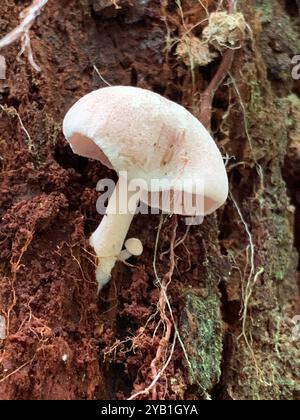 (Neolentinus kauffmanii) Fungi Stock Photo - Alamy