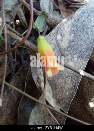 Orange Bell-climber (Marianthus bignoniaceus) Plantae Stock Photo - Alamy
