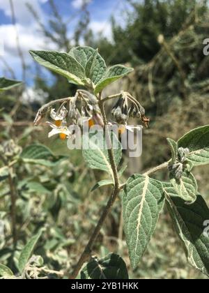 nightshades (Solanum) Plantae Stock Photo - Alamy
