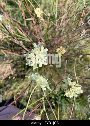 Cream Scabious (Scabiosa ochroleuca) Plantae Stock Photo - Alamy