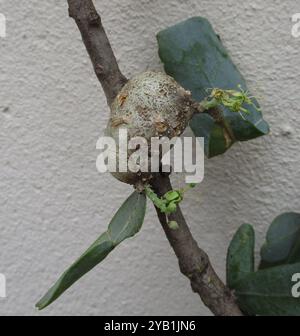 Shepherds tree (Boscia albitrunca), Plantae, Garies, 8220, South Africa ...