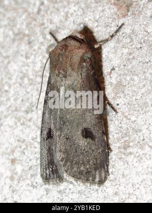 Crescent Dart (Agrotis trux), Insecta, Santo Antão, Cape Verde, CV ...