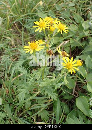 Oxford Ragwort (Senecio squalidus), Plantae, Crosby Coastal Park ...